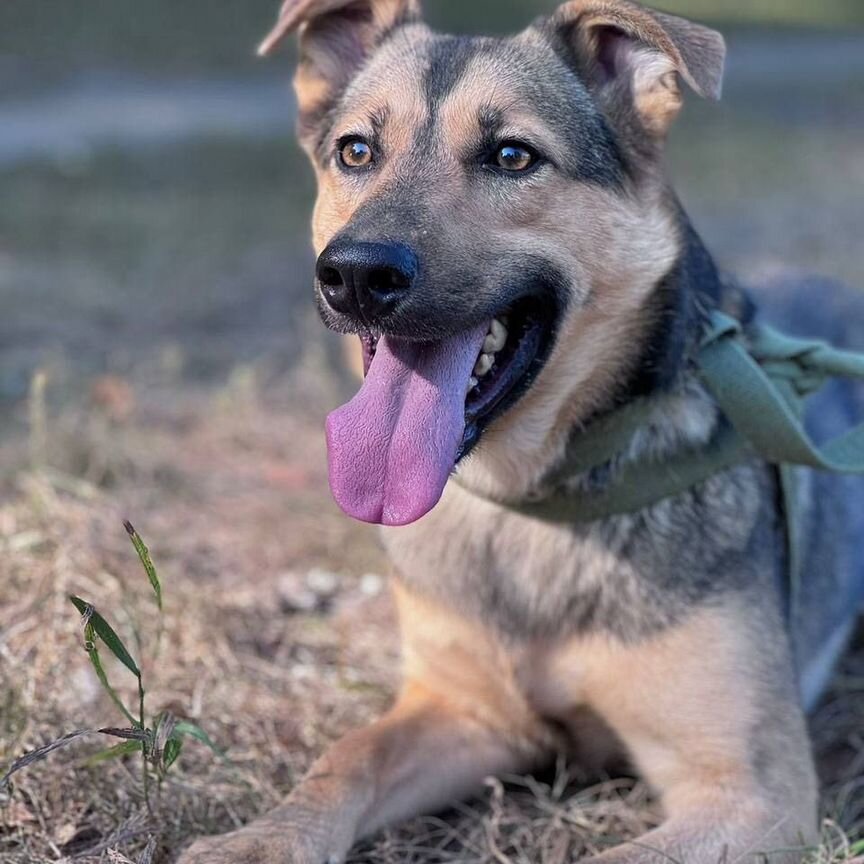 Молодой пёс Расик в добрые руки