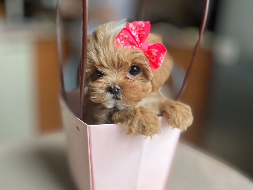 Мальтипу премиум девочка