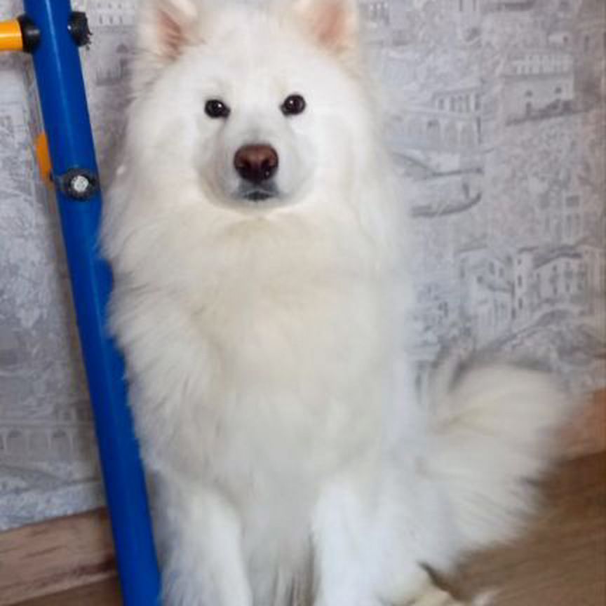 Самоедская собака