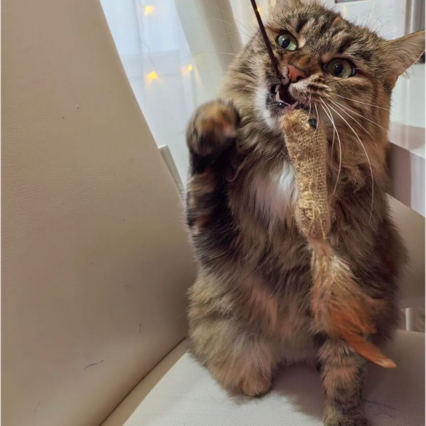 Взрослая, Девочка кошка в добрые руки