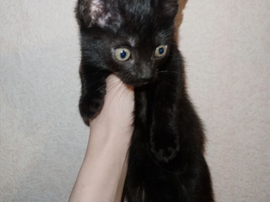 Котенок в добрые руки