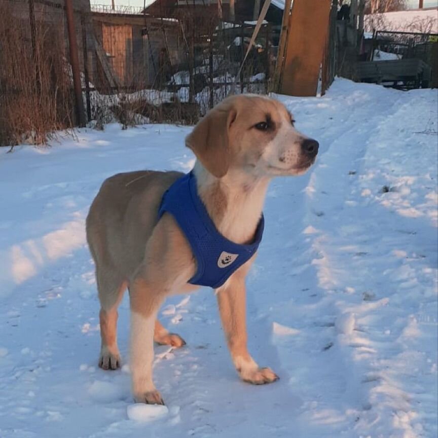 Щенок девочка 4 месяца