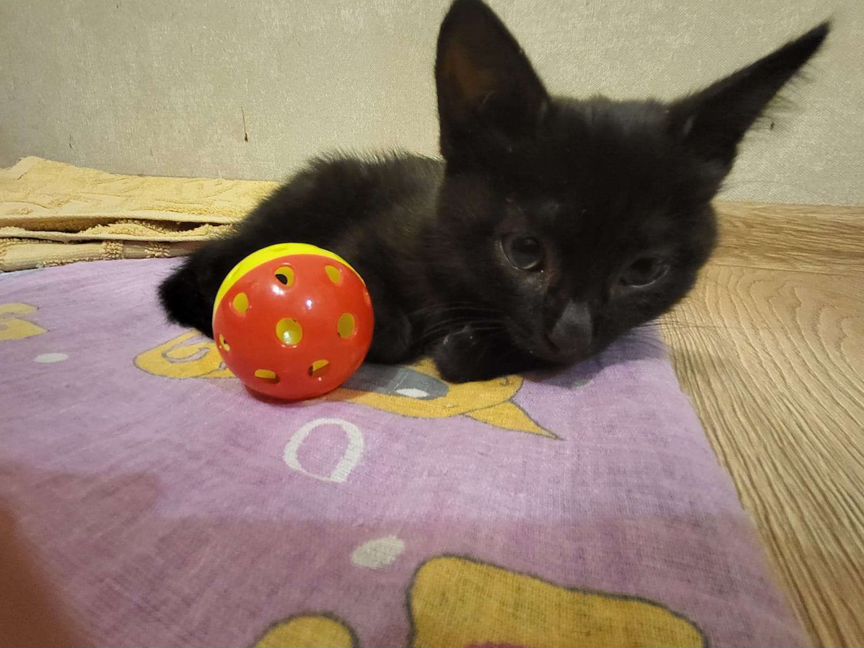 Чёрная кошечка, отдадим в добрые руки