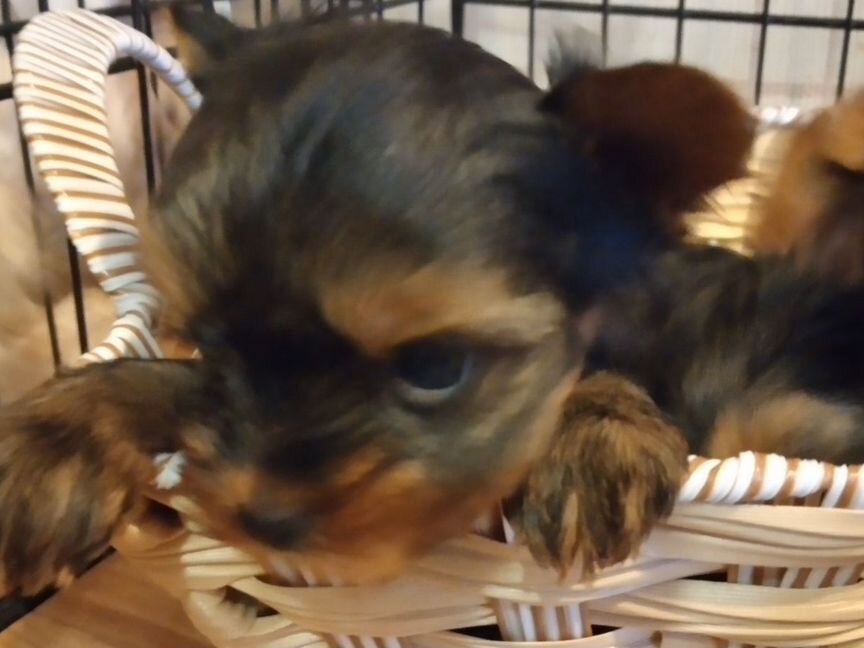 Йоркширский терьер с документами РКФ