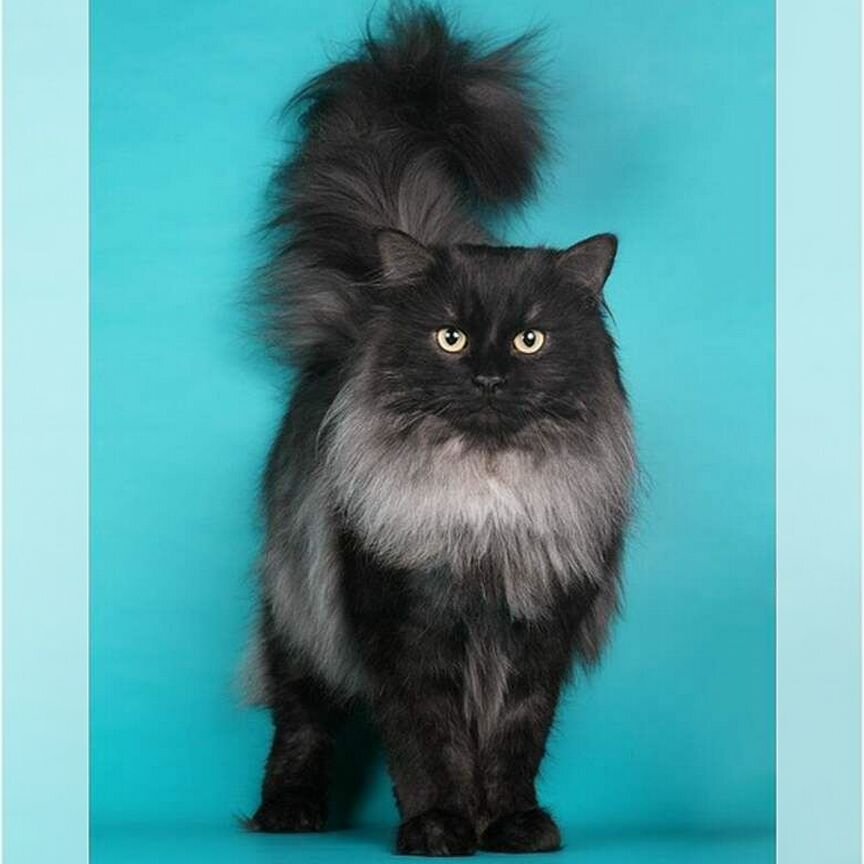 Сибирский котёнок