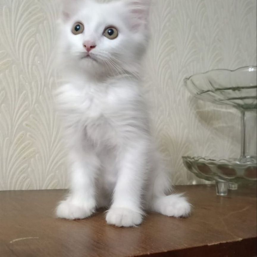 Белый пушистый котенок