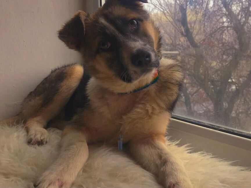 Самый красивый щенок ищет дом