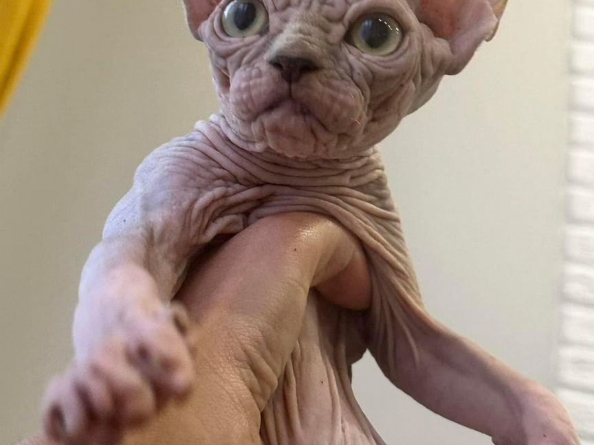 Top gremlin face wrinkles girl