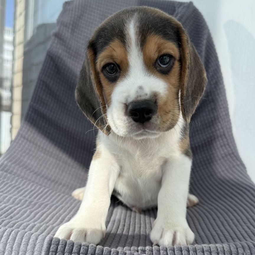 Бигль, щенок