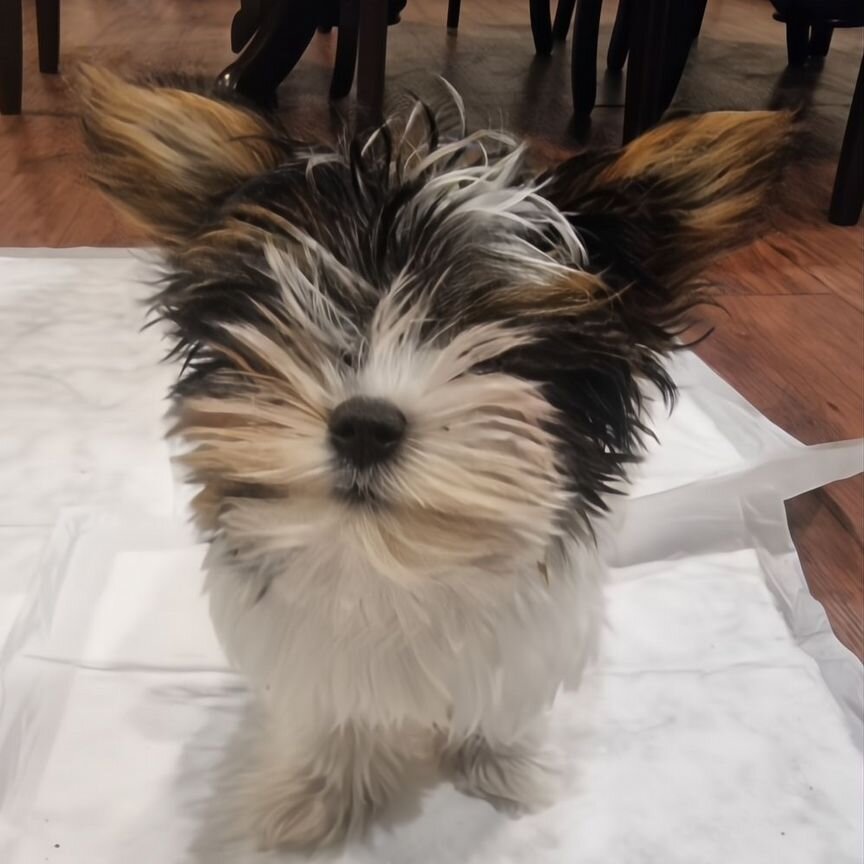 Йоркширский терьер, щенок