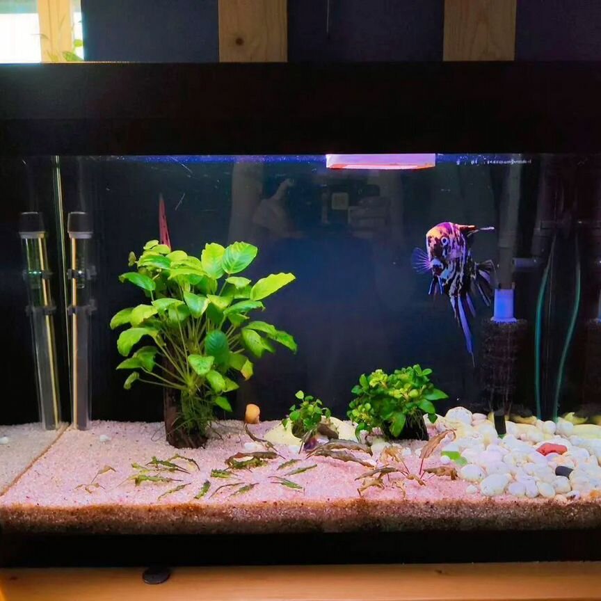 Аквариум 60л с тумбой, с рыбками