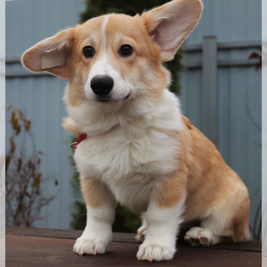 Милый мальчик вельш корги пемброк