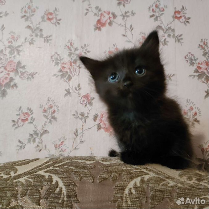 Котенок с голубыми глазками