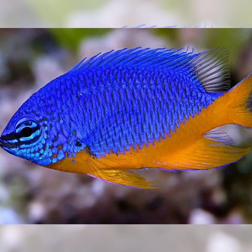 Хризиптера морская рыбка