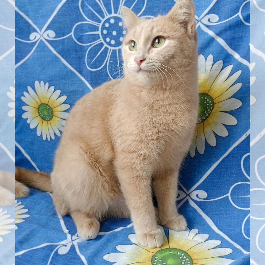 Взрослая, кошка в добрые руки