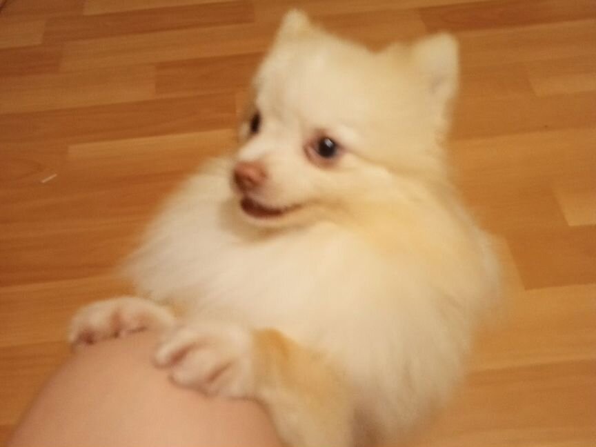 Продам щенка(шпиц)