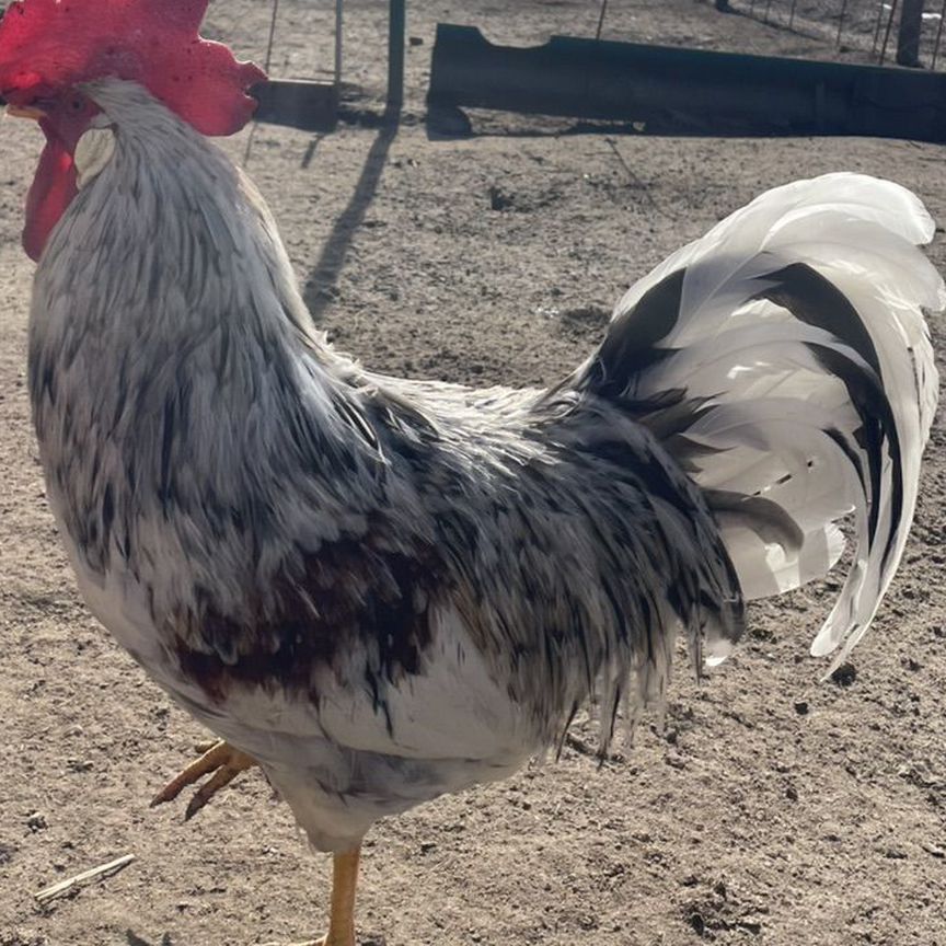 Петух породный