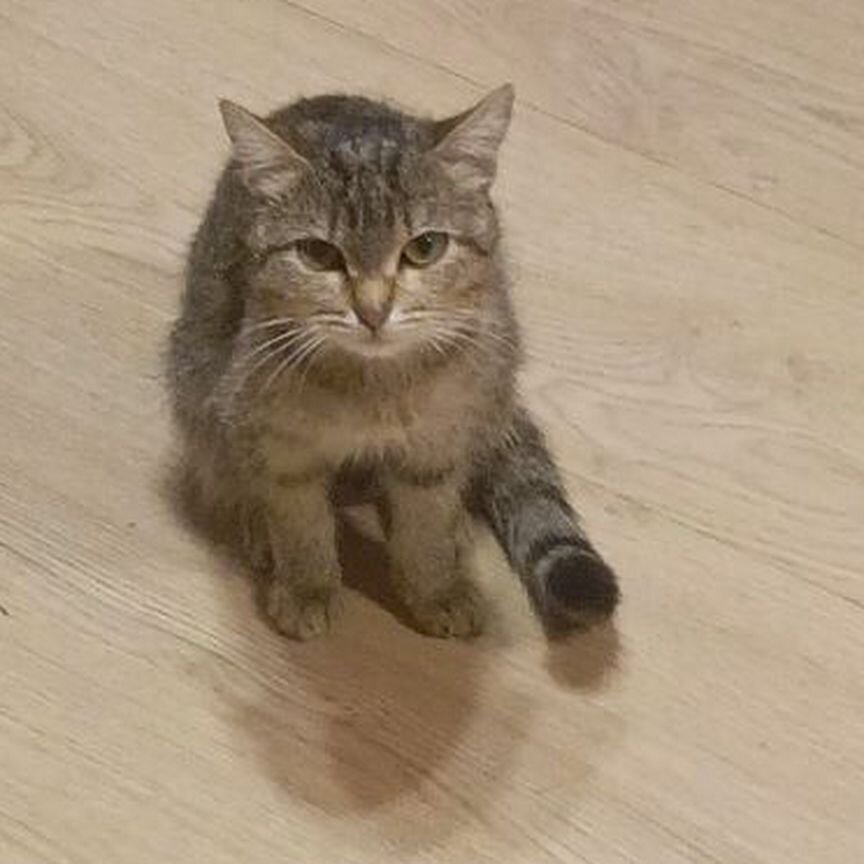 Кошка