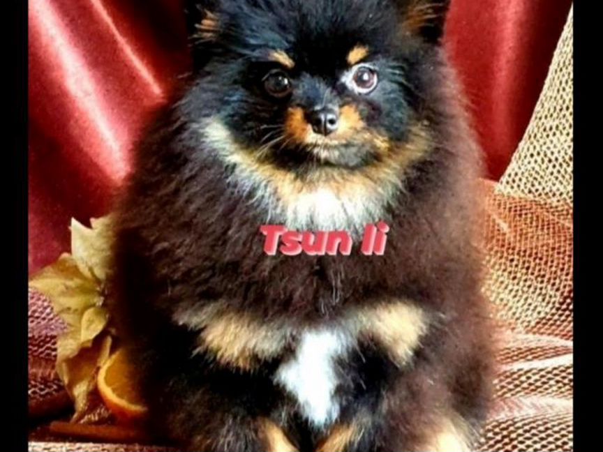 Померанский шпиц Мини