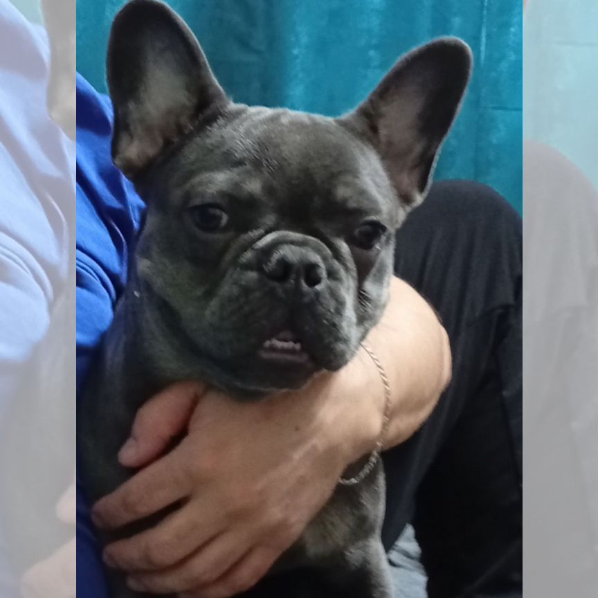 Французский бульдог, щенок