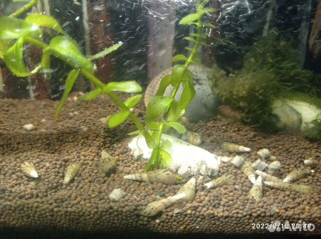 Меланья - улитка в аквариум