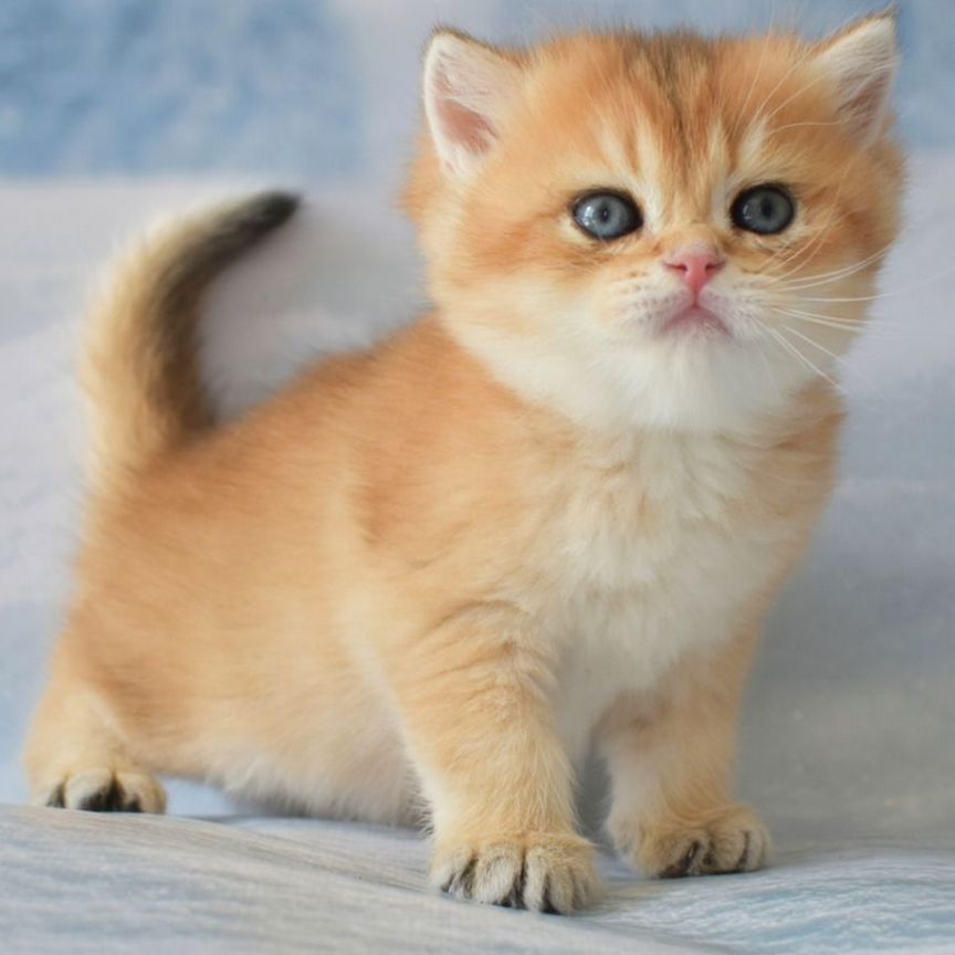 Британский короткошёрстный котёнок