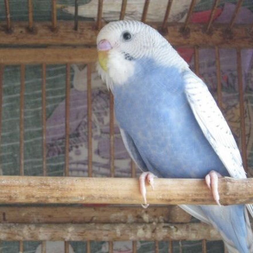 Молоденькие самцы волнистого попугая