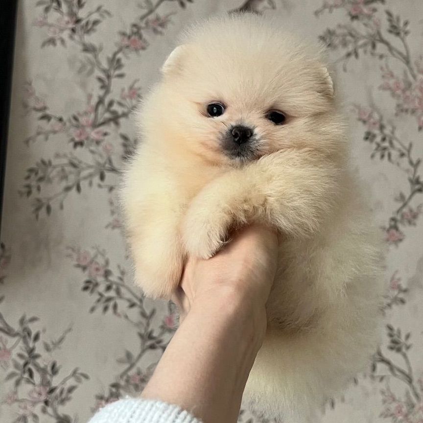 Померанский шпиц, щенок