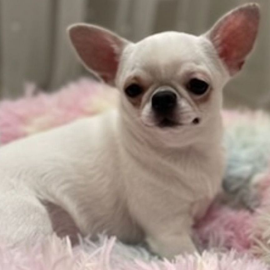 Взрослая девочка Чихуахуа