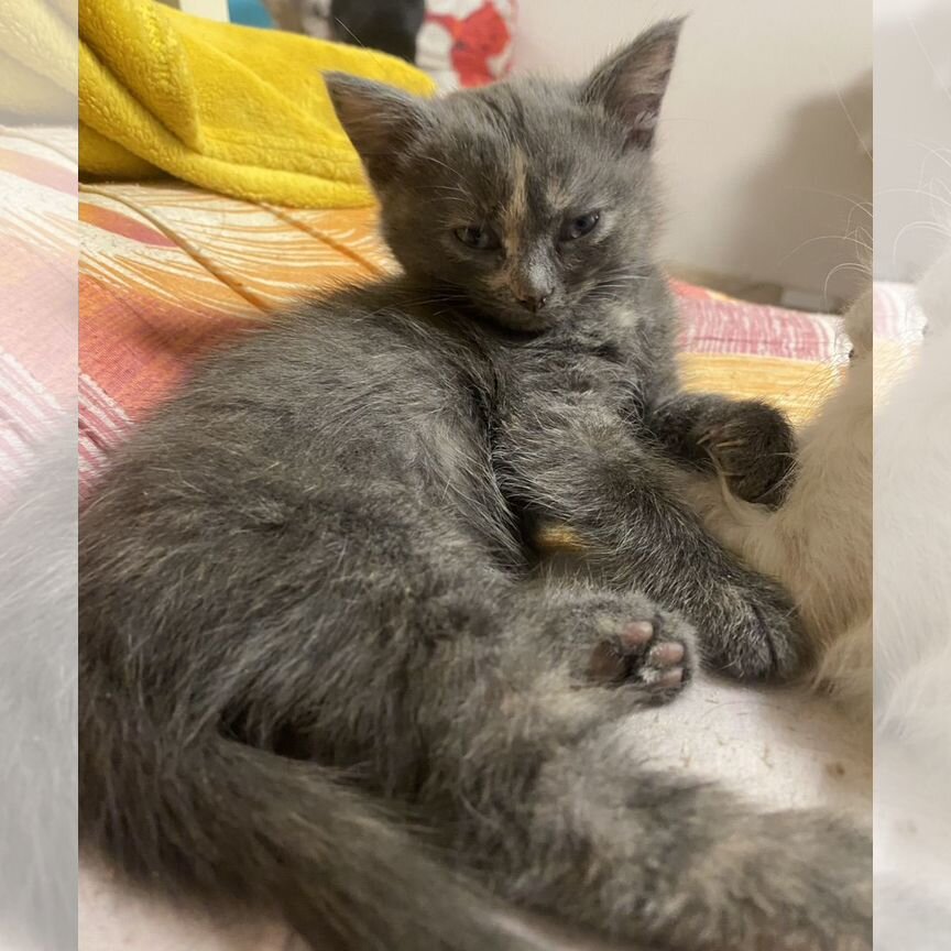 Котёнок в добрые руки