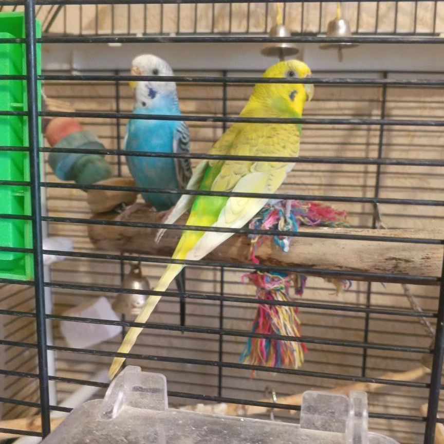 Попугаи с клеткой