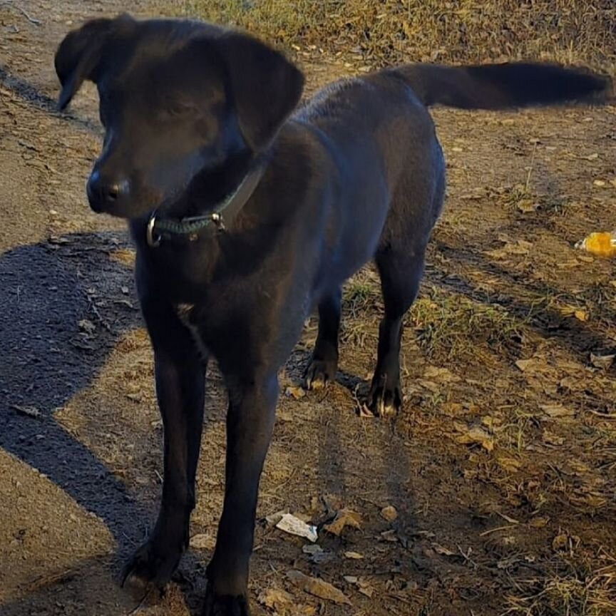 Взрослая собака в добрые руки