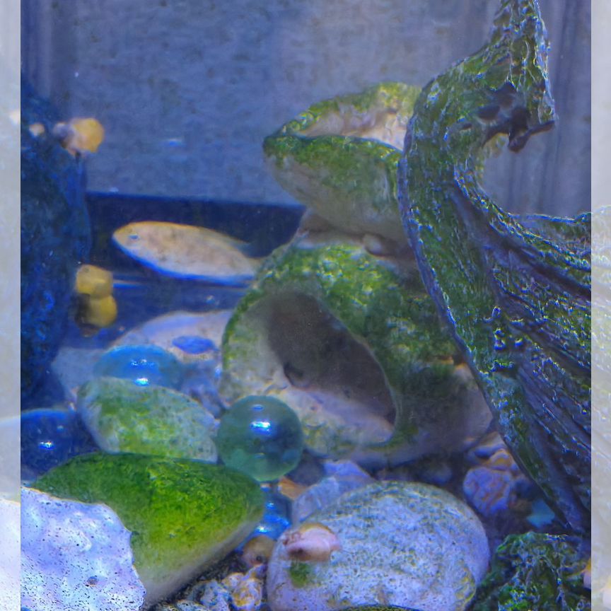 Рыбки цихлиды жёлтые и улитки ампулярии жёлтые