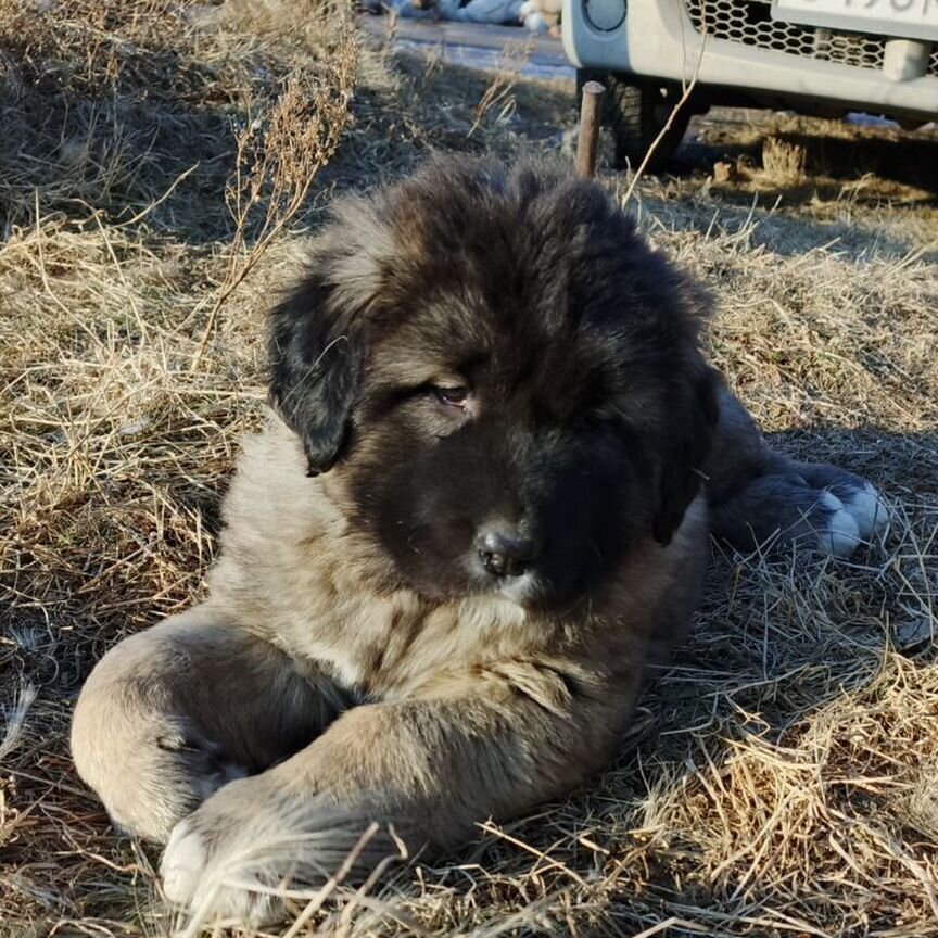 Кавказская овчарка, щенок