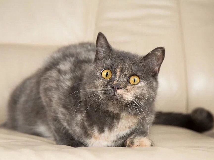 Кошка Яся в добрые руки