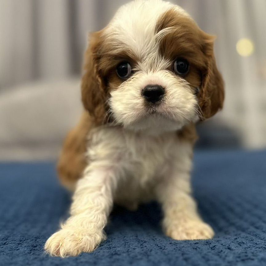 Кавалер кинг чарльз