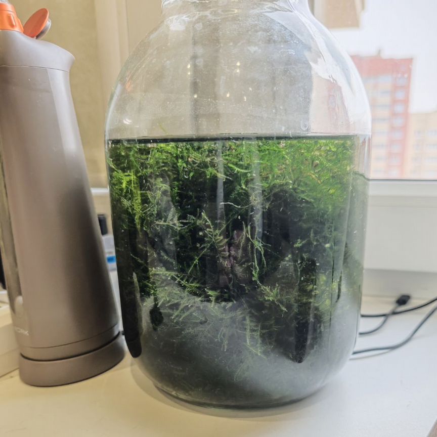 Яванский мох в аквариум