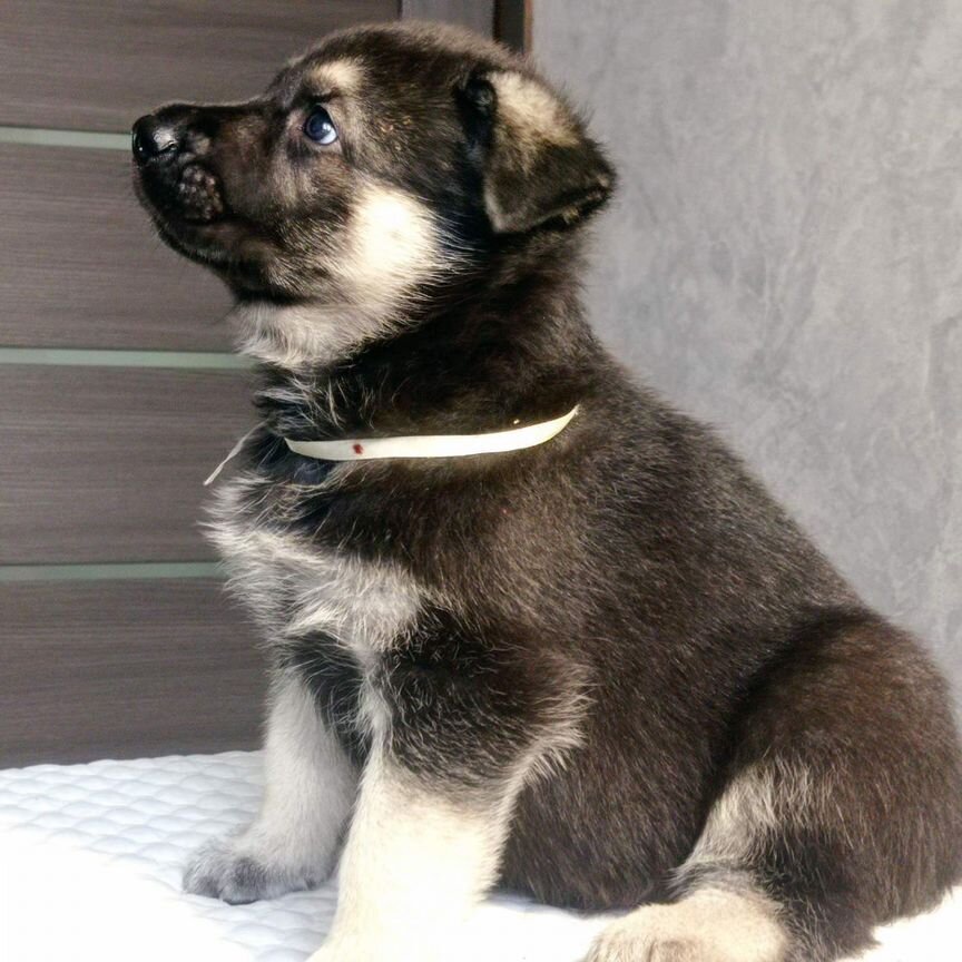 Собака