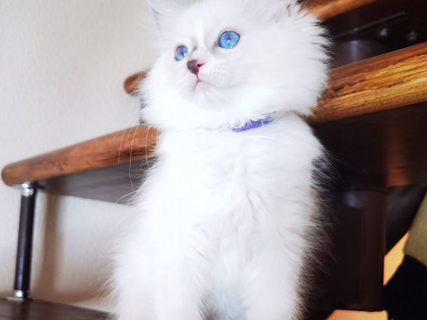 Котята Рэгдолл