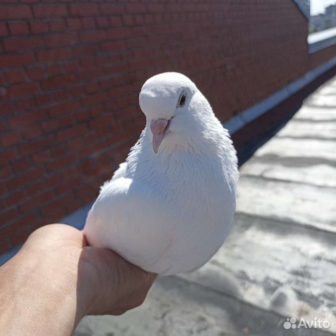 Голуби красавица