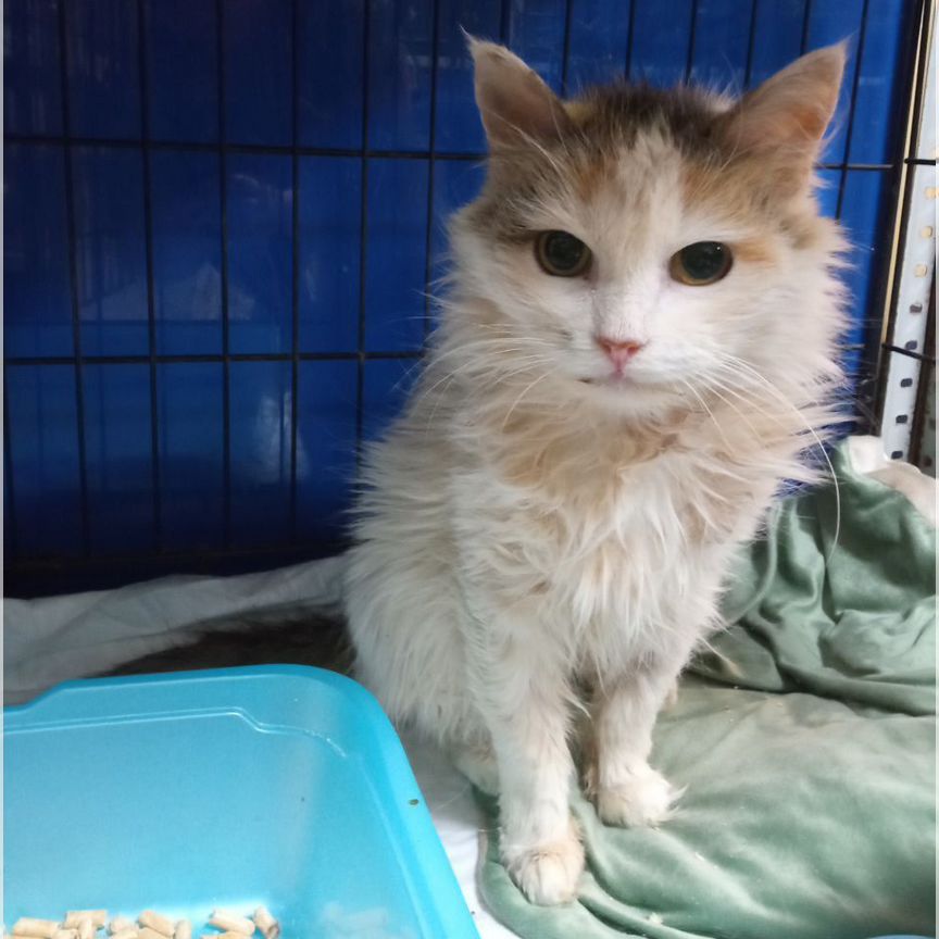 Взрослая кошка в добрые руки