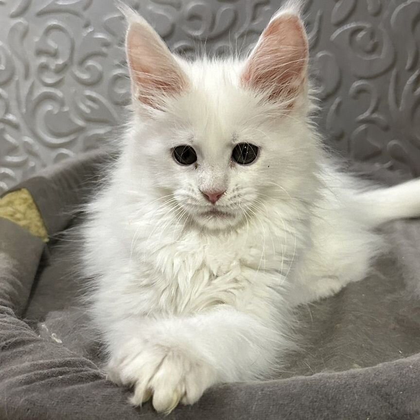 Котята мейн-кун