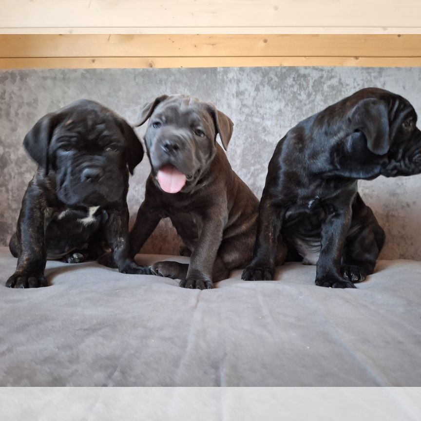 Итальянский кане корсо малыши