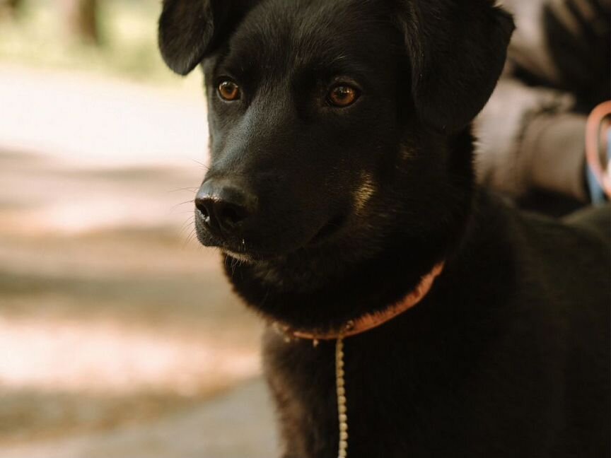 Собака из приюта: небольшая малышка Черри