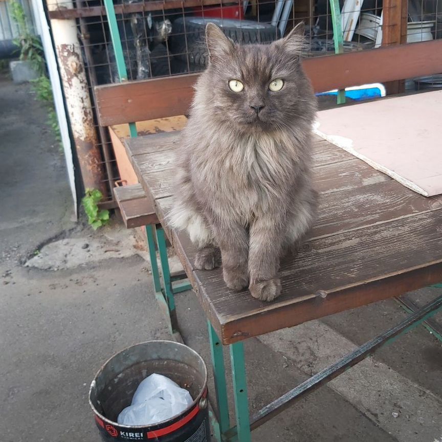 Взрослая, кошка в добрые руки