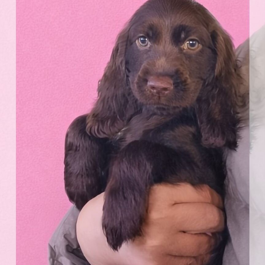 Русский охотничий спаниель, щенок