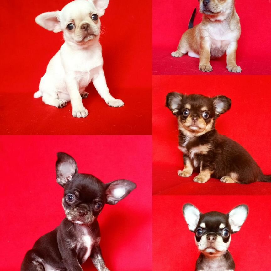 Пять девочек чихуахуа