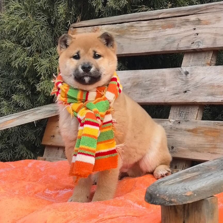 Рыжий гламурный Сибик