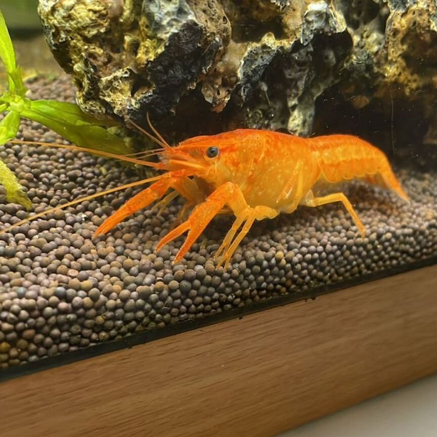 Красный Калифорнийский рак