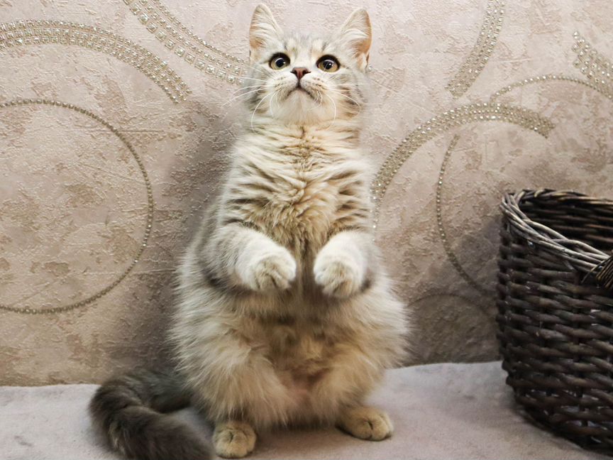Котёнок Фенечка в дар